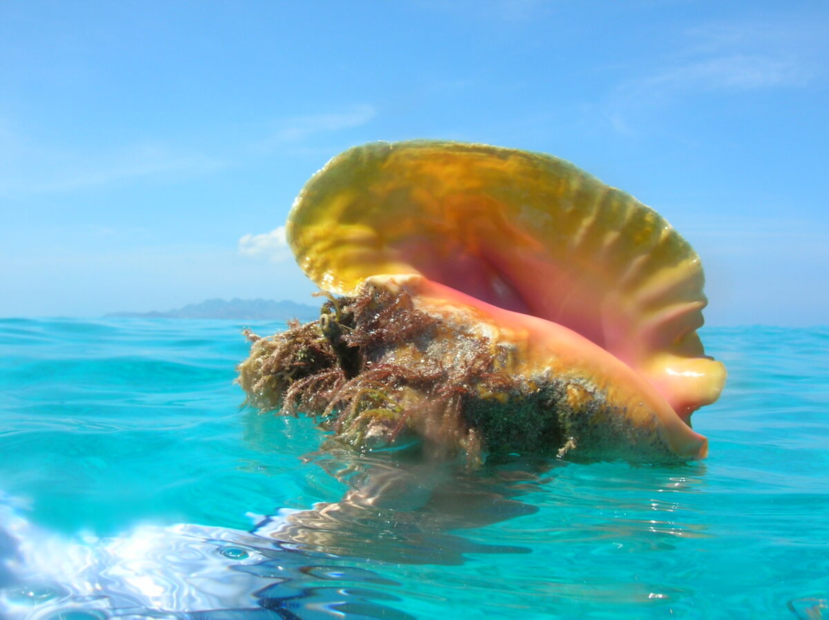She's on a Mission to Save Queen Conch From Extinction