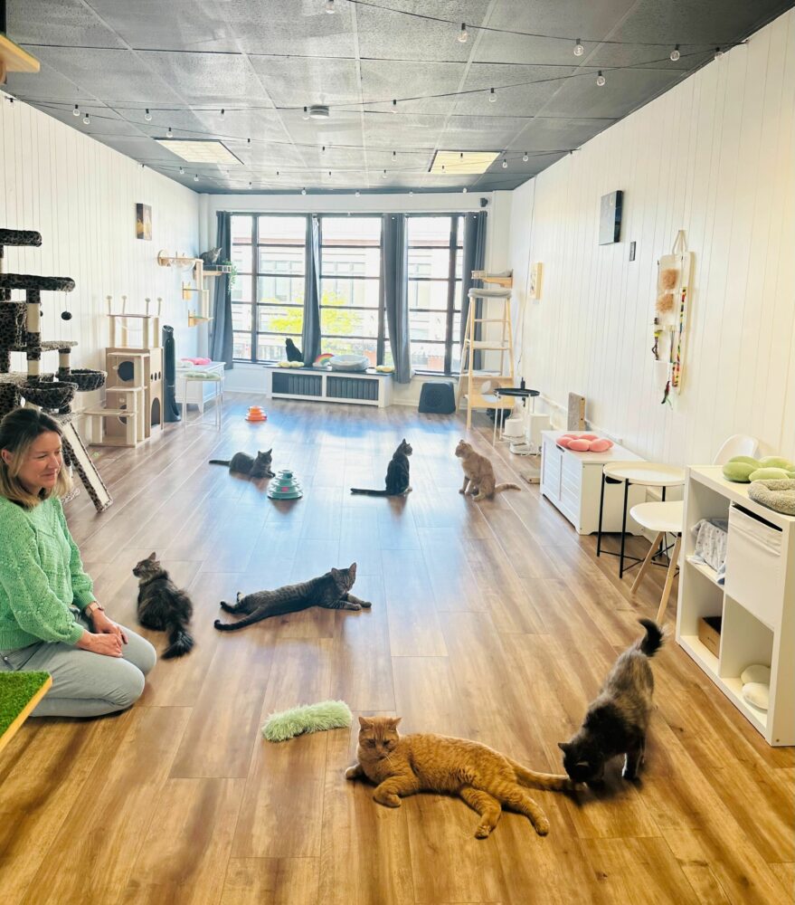 How to Manage Stress, With Cuddly Cats