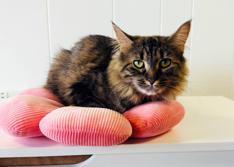 This Café Owner Promotes Healing with Cuddly Cats
